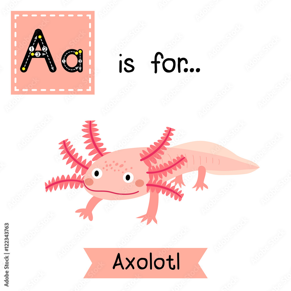 A letter tracing. Axolotl. Cute children zoo alphabet flash card. Funny ...