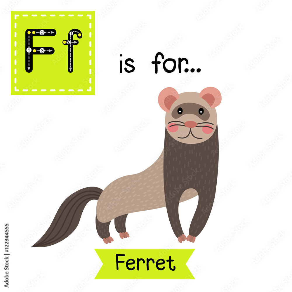 F letter tracing. Standing Ferret. Cute children zoo alphabet flash ...