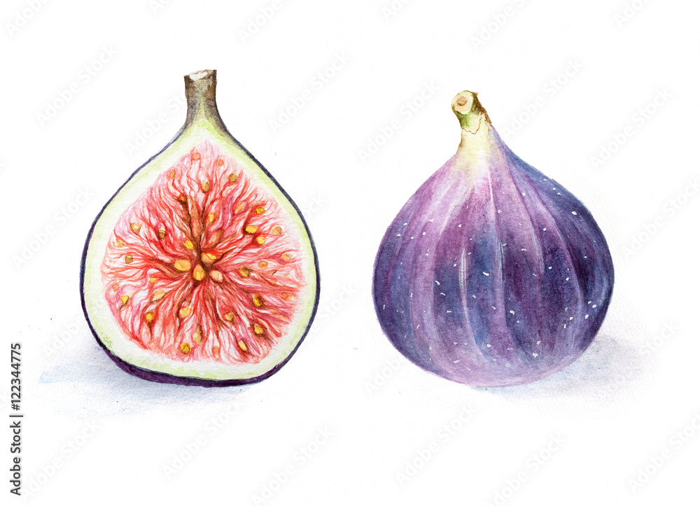 Watercolor painting of fresh figs Stock Illustration | Adobe Stock