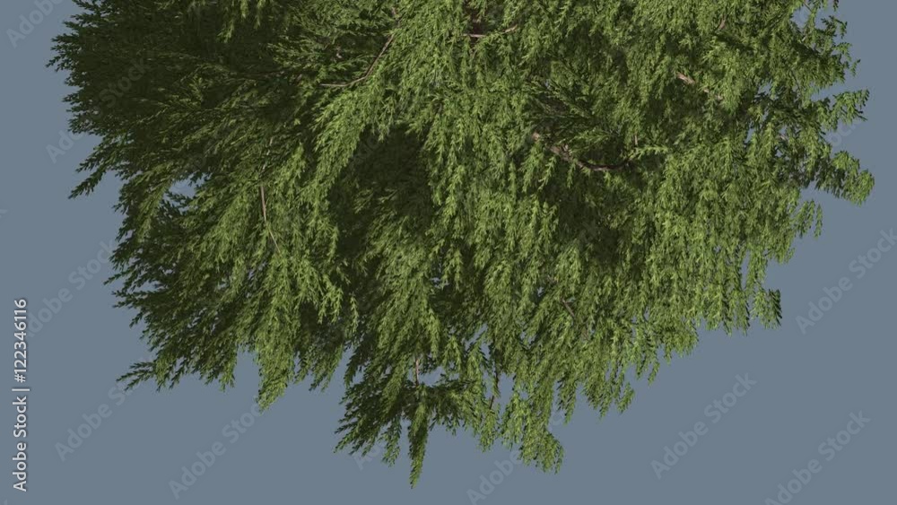 Video „Tree is Turned Down Western Red Cedar Fluttering Leaves ...