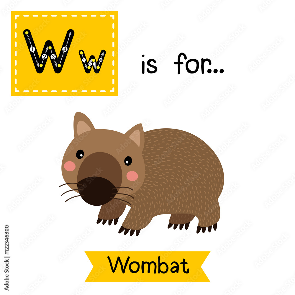 W letter tracing. Happy Wombat. Cute children zoo alphabet flash card ...