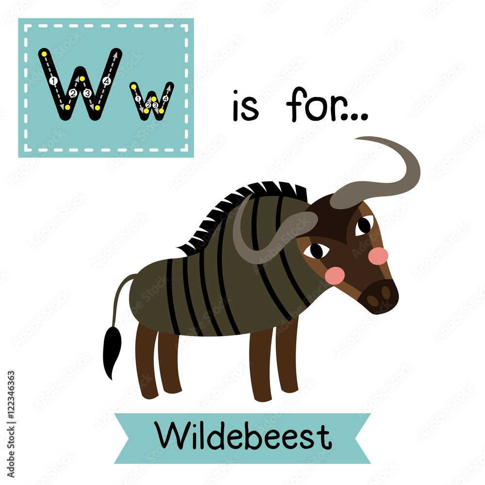W letter tracing. Blue Wildebeest. Cute children zoo alphabet flash ...
