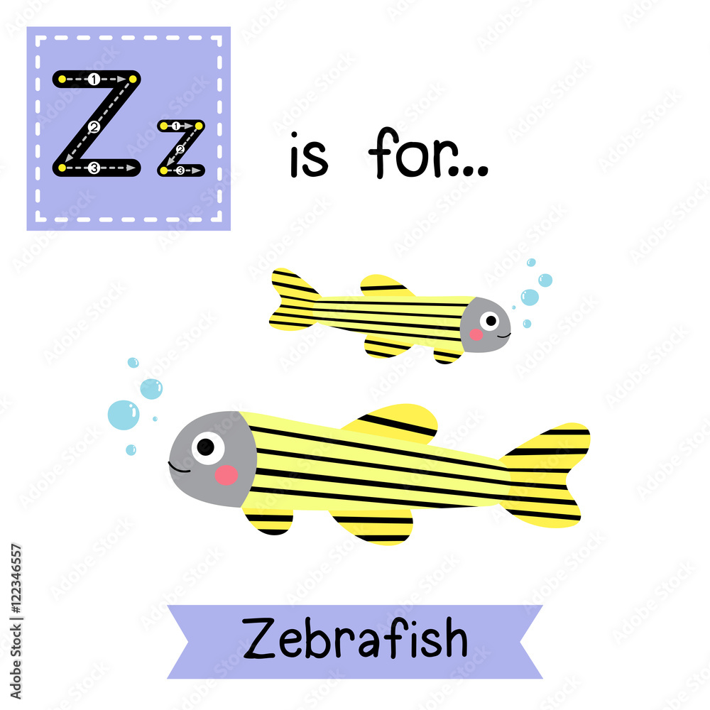 Z letter tracing. Zebrafish. Cute children zoo alphabet flash card ...