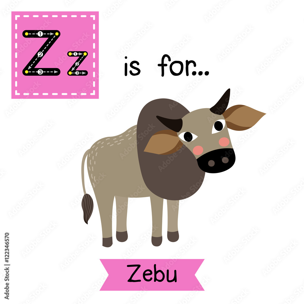 Z letter tracing. Zebu. Cute children zoo alphabet flash card. Funny ...