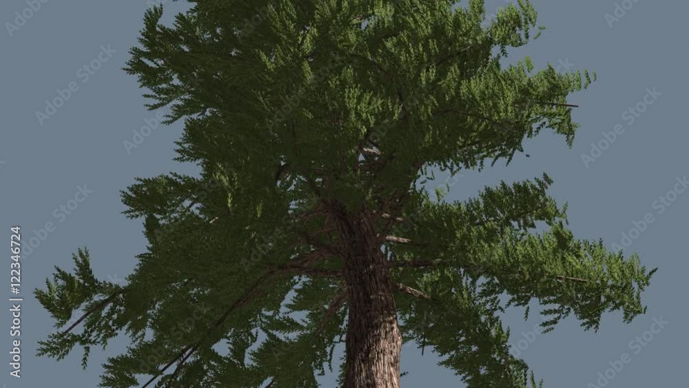 Western Red Cedar Trunk and Branches Coniferous Evergreen Thin Tree is ...