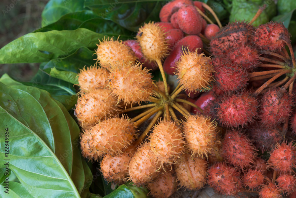 Forest fruit, Uvaria rufa Blume fruit, Herb rare and endangered Stock ...