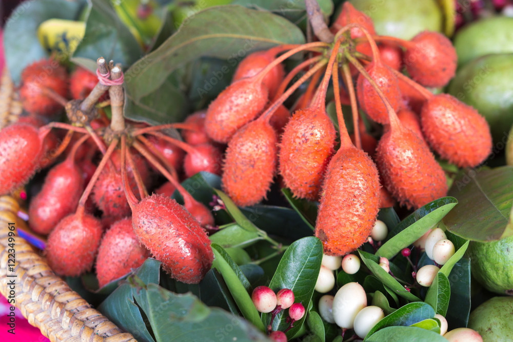 Forest fruit, Uvaria rufa Blume fruit, Herb rare and endangered Stock ...