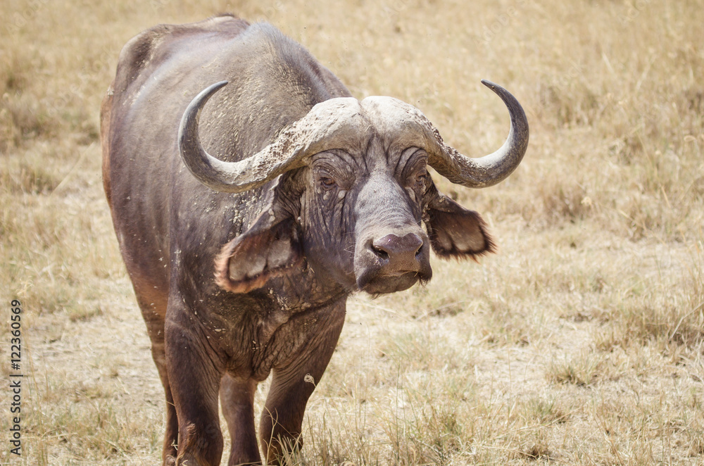 large water buffalo Stock Photo | Adobe Stock