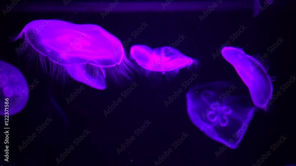 Moon jellyfish floating slow and beautiful in deep ocean water Stock ...