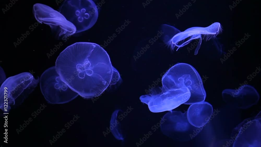floating Moon jellyfish (Aurelia aurita) in deep blue ocean Stock Video ...