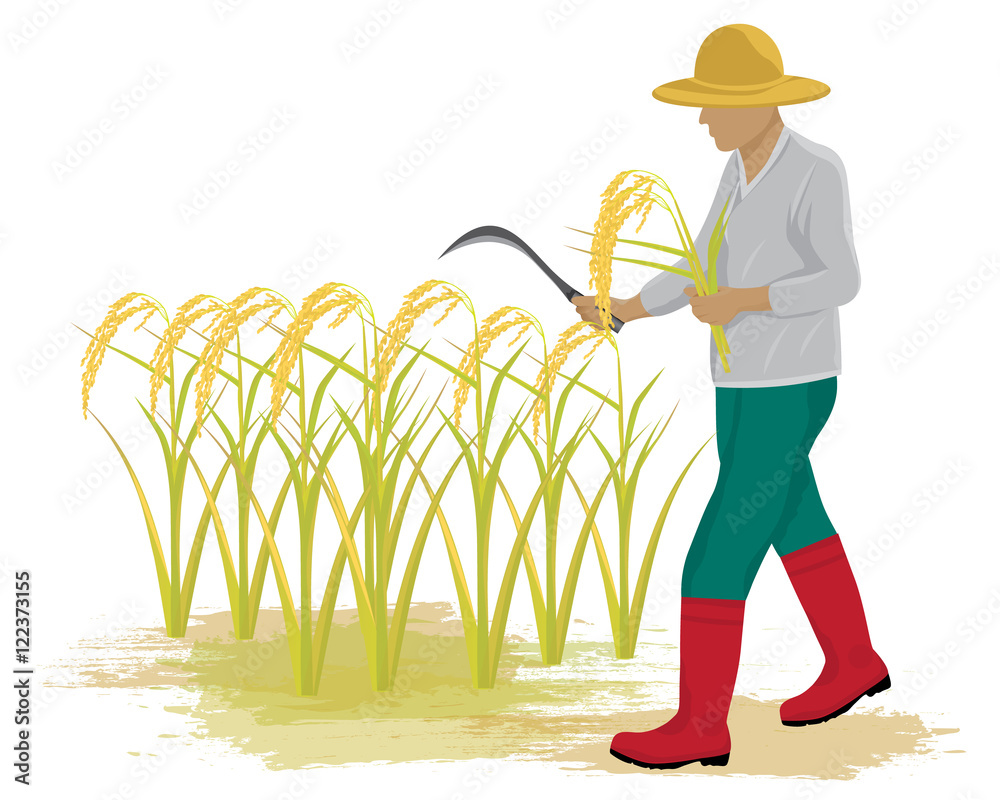 farmer harvest rice vector design Stock Vector | Adobe Stock