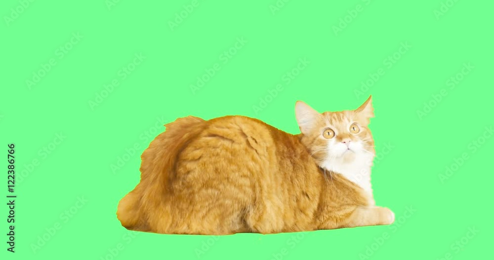 red cat looks and jumping on the green screen Stock Video | Adobe Stock