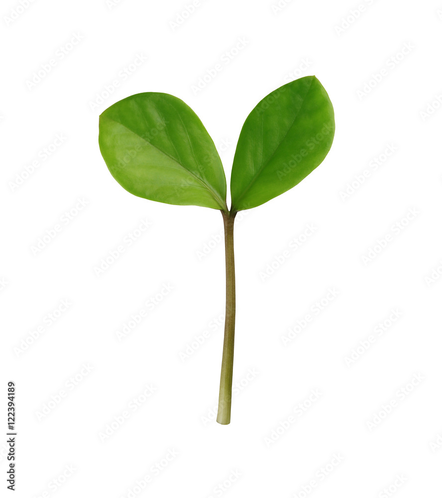 Green sprout tree isolated on white background. Stock Photo | Adobe Stock