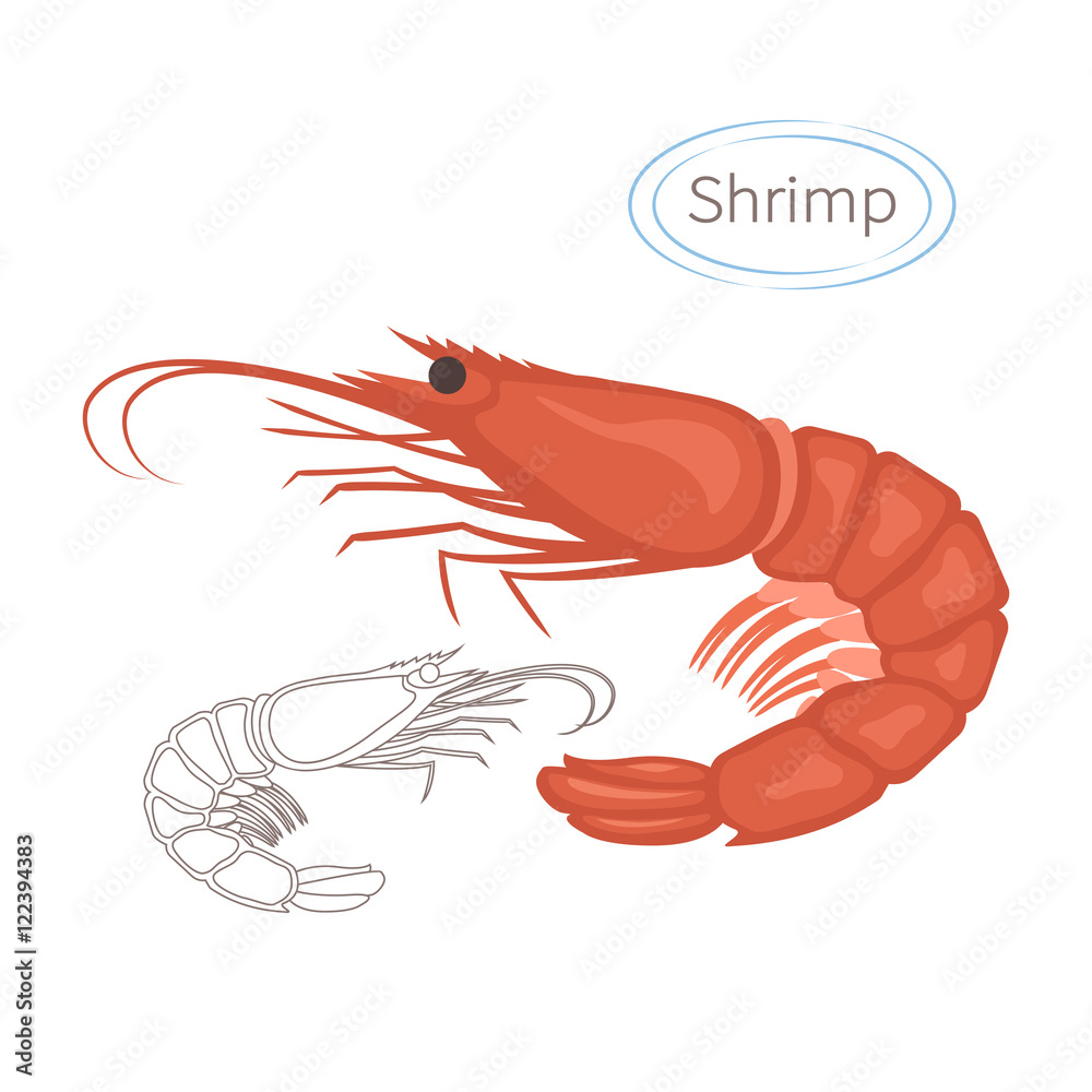 Royal red shrimp set with caption. Isolated illustration on white ...