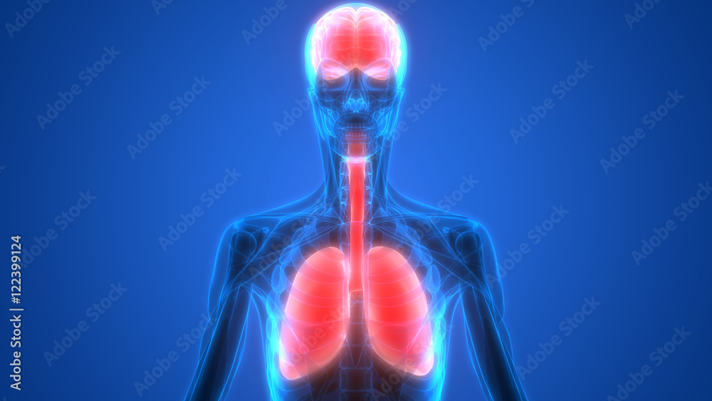 Human Organs Lungs and Brain with Muscles Anatomy ilustração do Stock ...
