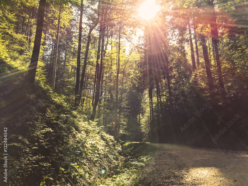 Beautiful autumn landscape into the forest, with colorful trees among ...