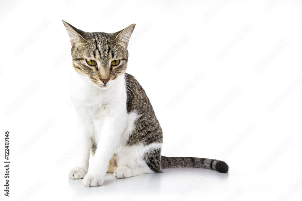 stray cat is sitting against isolated white background. Whole body ...