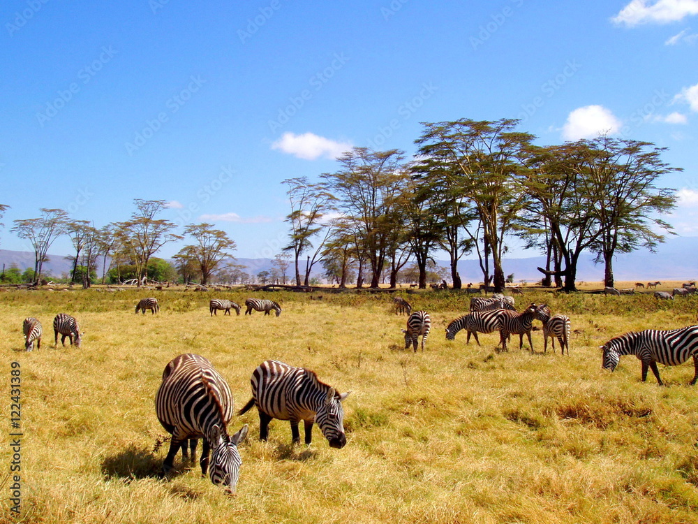Group of zebras in Ngorongoro crater, Tanzania. Stock Photo | Adobe Stock