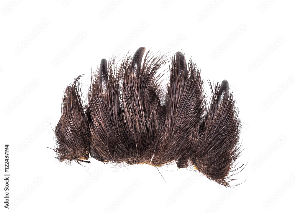 bear claws, white background, carnivore claws Stock Photo | Adobe Stock