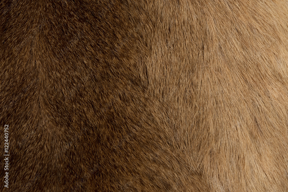 animal fur texture for background Stock Photo | Adobe Stock
