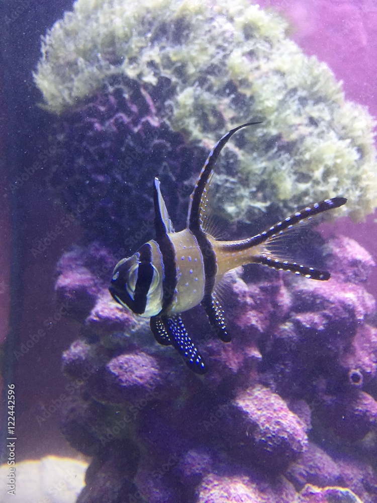 cardinal fish Stock Photo | Adobe Stock