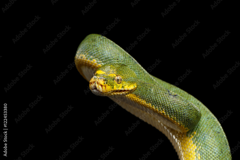 Black And Green Python