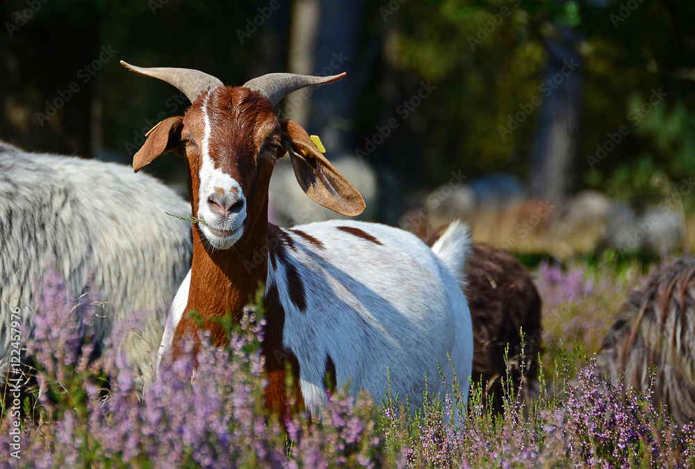 weisse Ziege, Lüneburger Heide Stock Photo | Adobe Stock