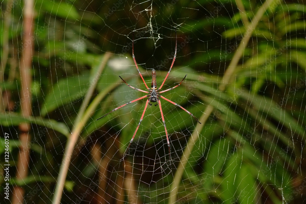 spider in the cobweb Stock Photo | Adobe Stock
