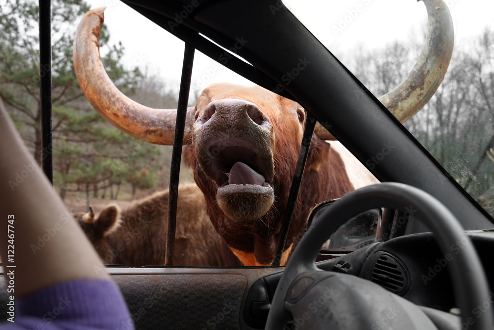 Wild buffalo with huge horns going to stick his head into safari car ...