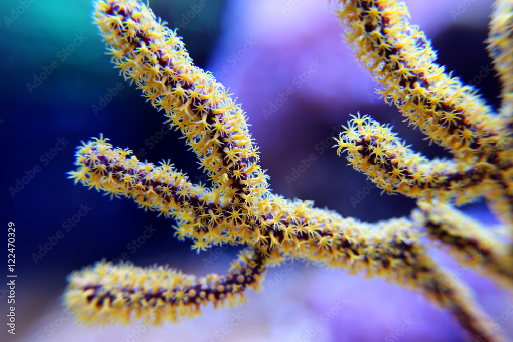 Yellow Polyps Gorgonian colony coral Stock Photo | Adobe Stock