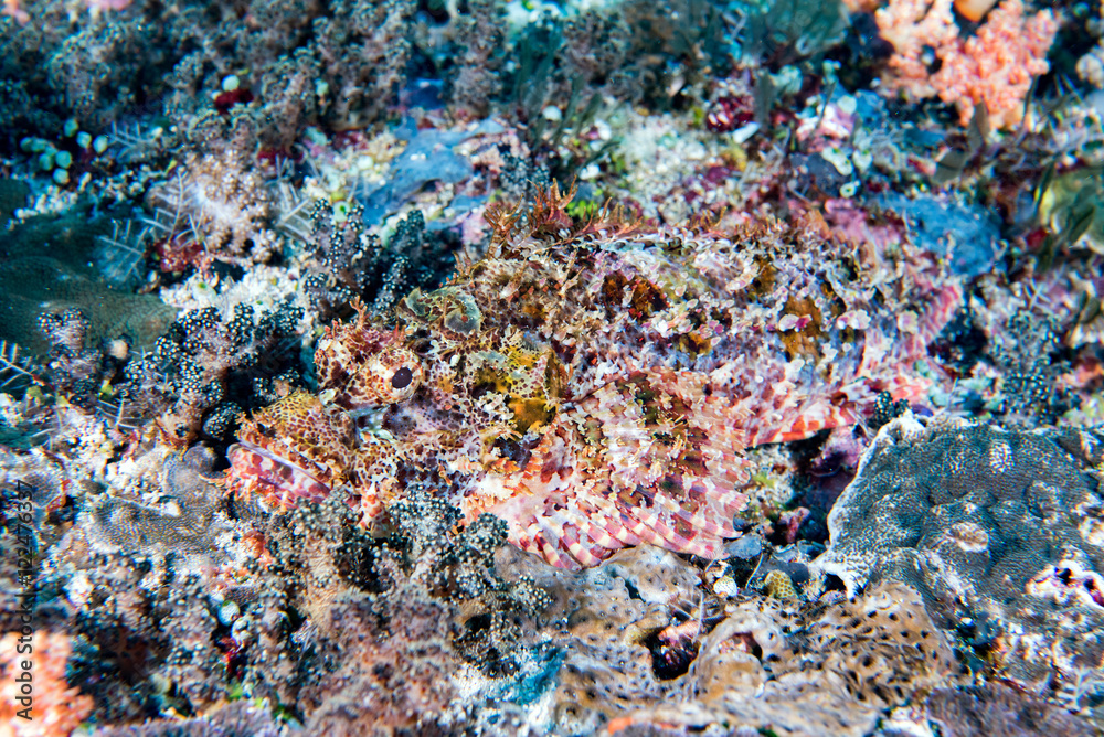 Stone Fish portrait poisonous and harmful underwater Stock Photo ...