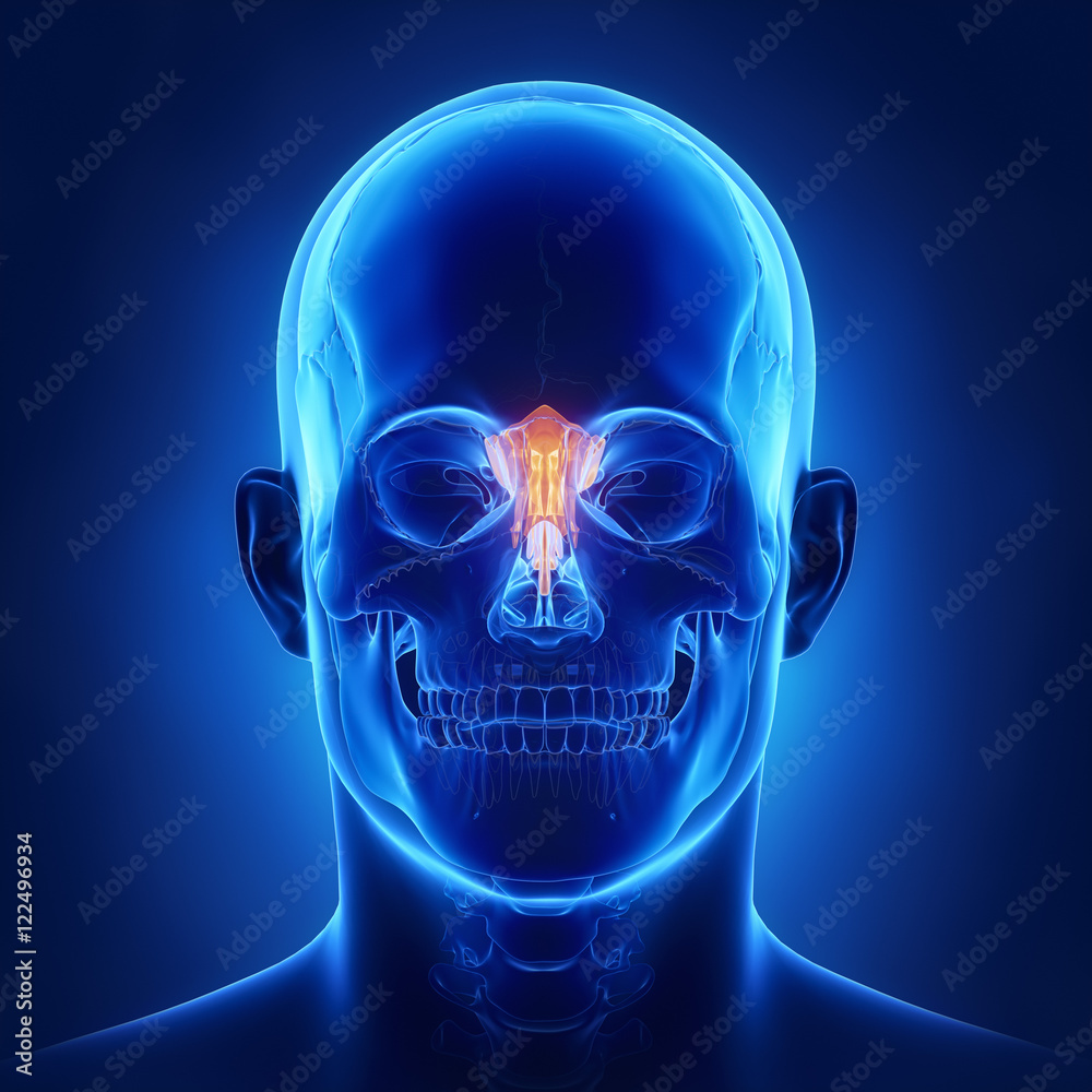 Ethmoid bone - os ethmoidale Stock Illustration | Adobe Stock