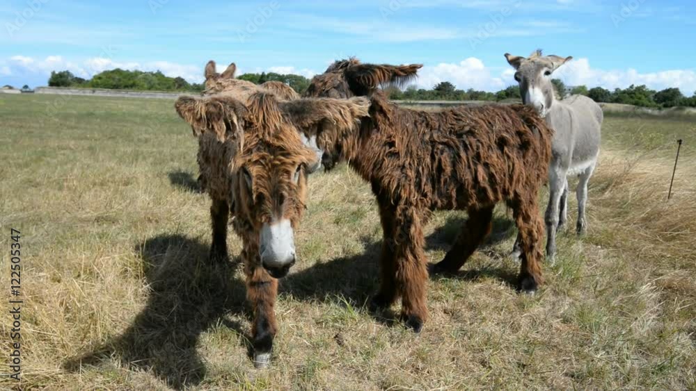 Poitou Donkey (Poitevin Donkey), Ile de Re, France, EU, Europe Stock ...