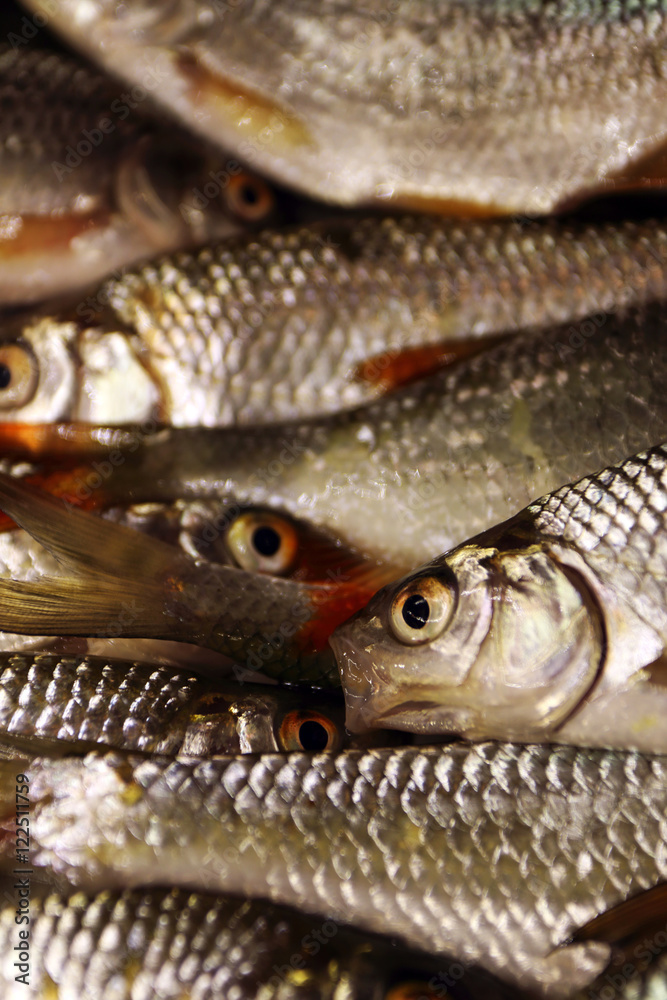 Freshly caught river fishes of various killifish species Stock Photo ...