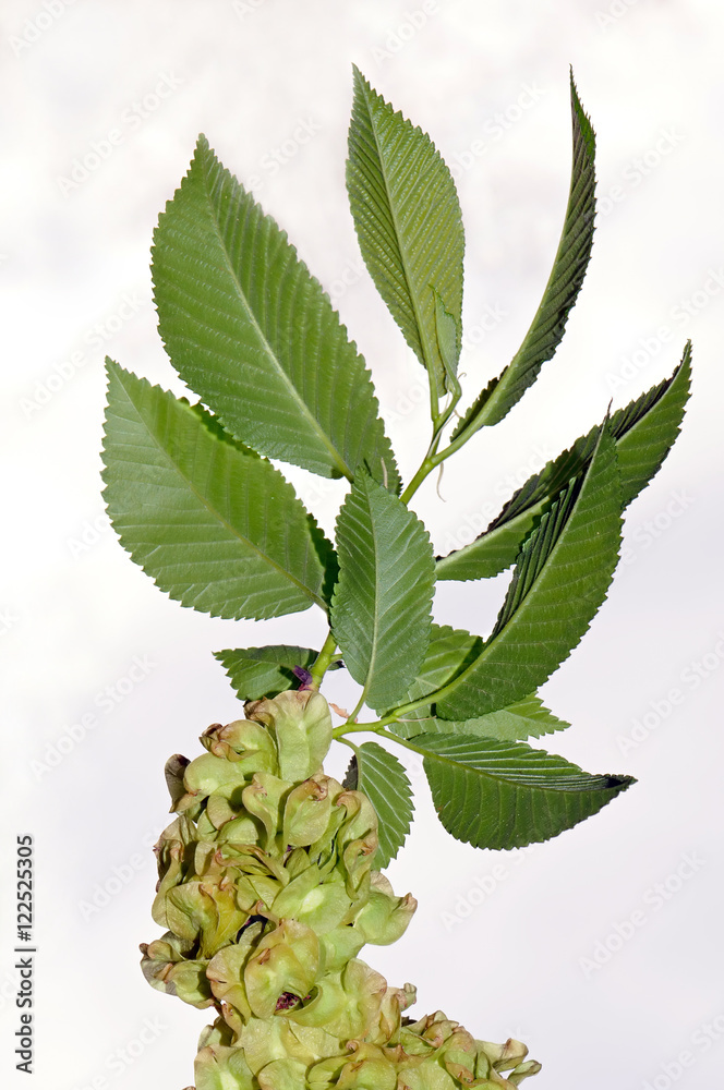Foliage and winged fruits of European White Elm (Ulmus laevis). Stock ...