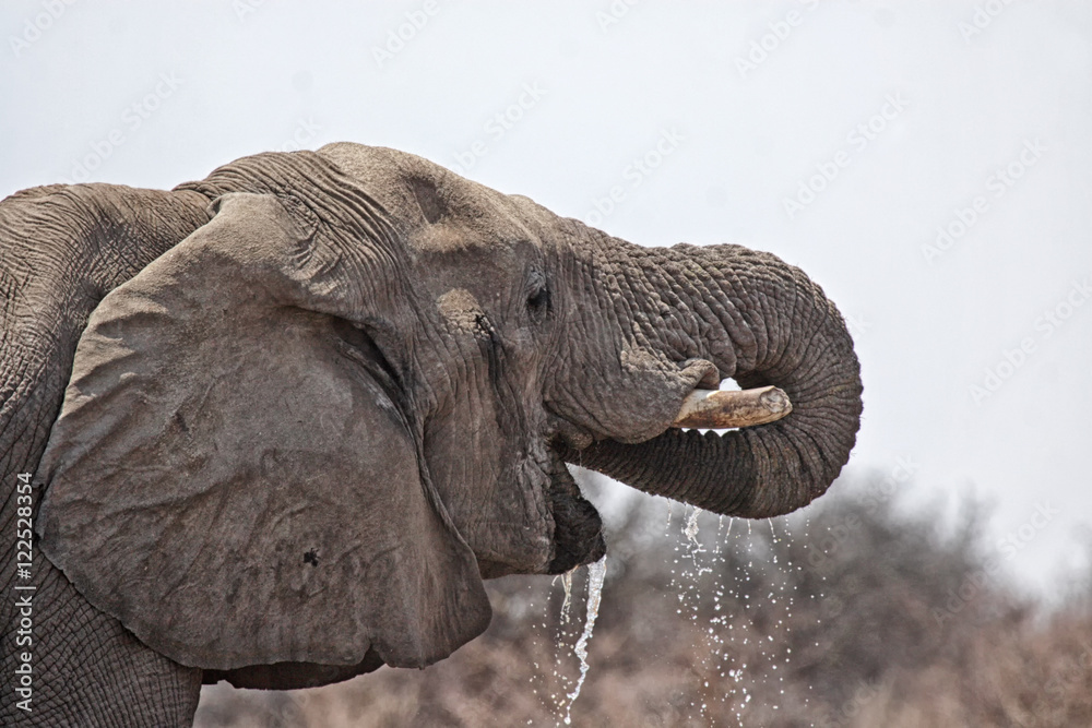 Trinkender Elefant im Etosha Nationalpark, Namibia Stock Photo | Adobe ...