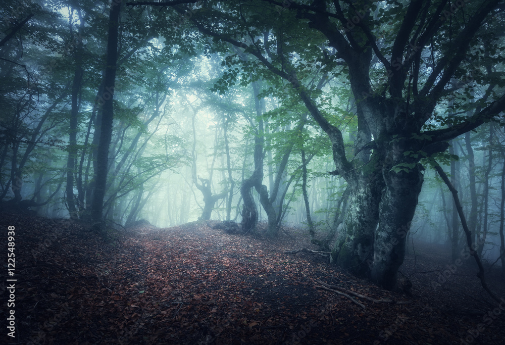 Dark Foggy Forest Wallpaper