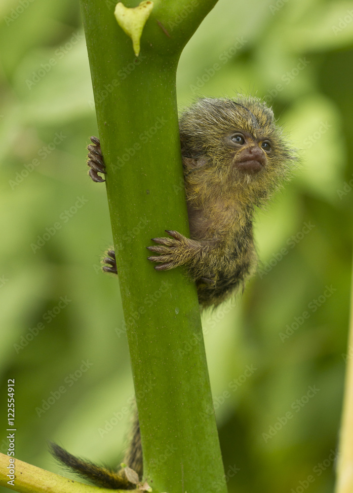 Pygmy Marmoset, Callithrix pygmaea , Ecuador, South America Stock Photo ...