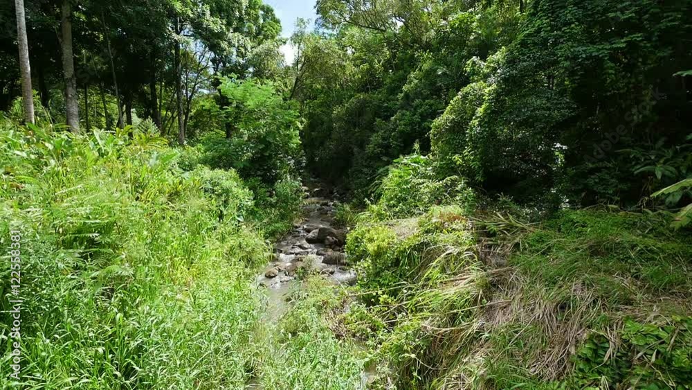 A slow moving stream in a calm setting near Waimea Falls in Hawaii ...