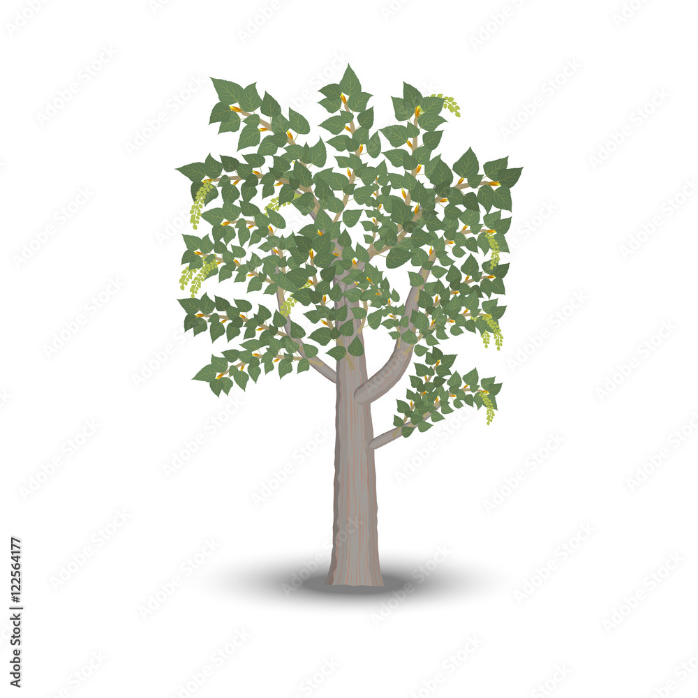 Poplar Tree Clipart