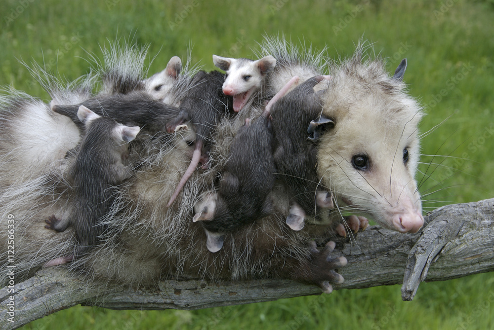 Female opossum with babies clinging to her, Minnesota, USA Stock Photo ...