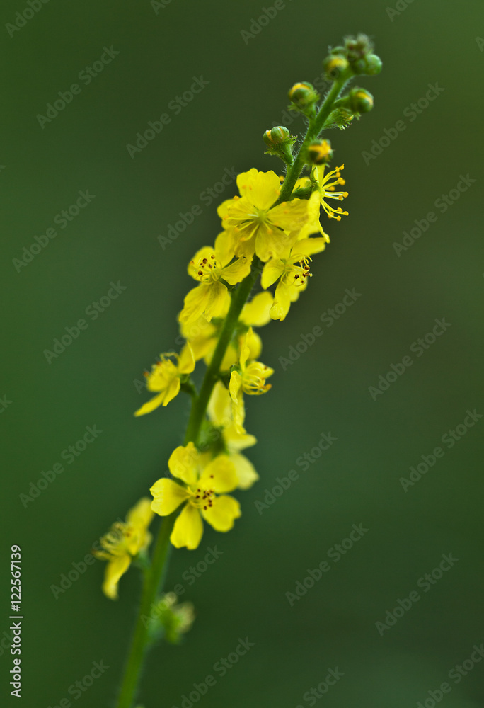 Macrophotographie d'une fleur sauvage: Aigremoine eupatoire (Agrimonia ...