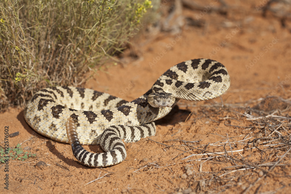 Northern Pacific Rattlesnake Crotalus Oreganus From Northern Pacific ...