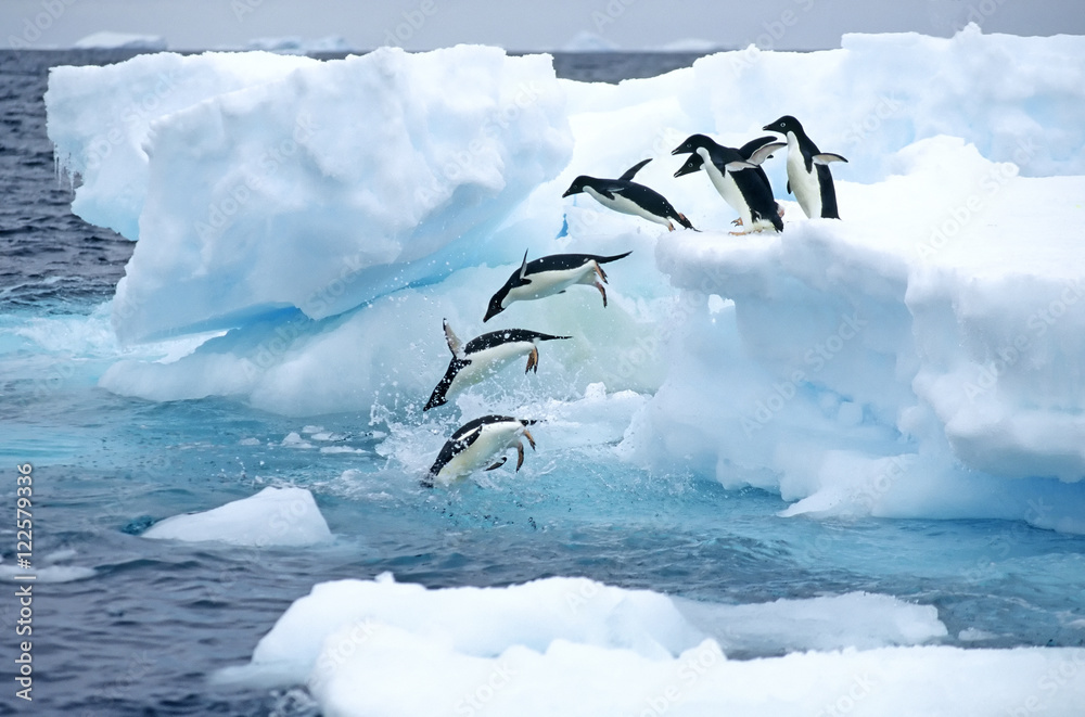 Adelie penguins jumping into sea, Antarctic Peninsula Stock Photo ...