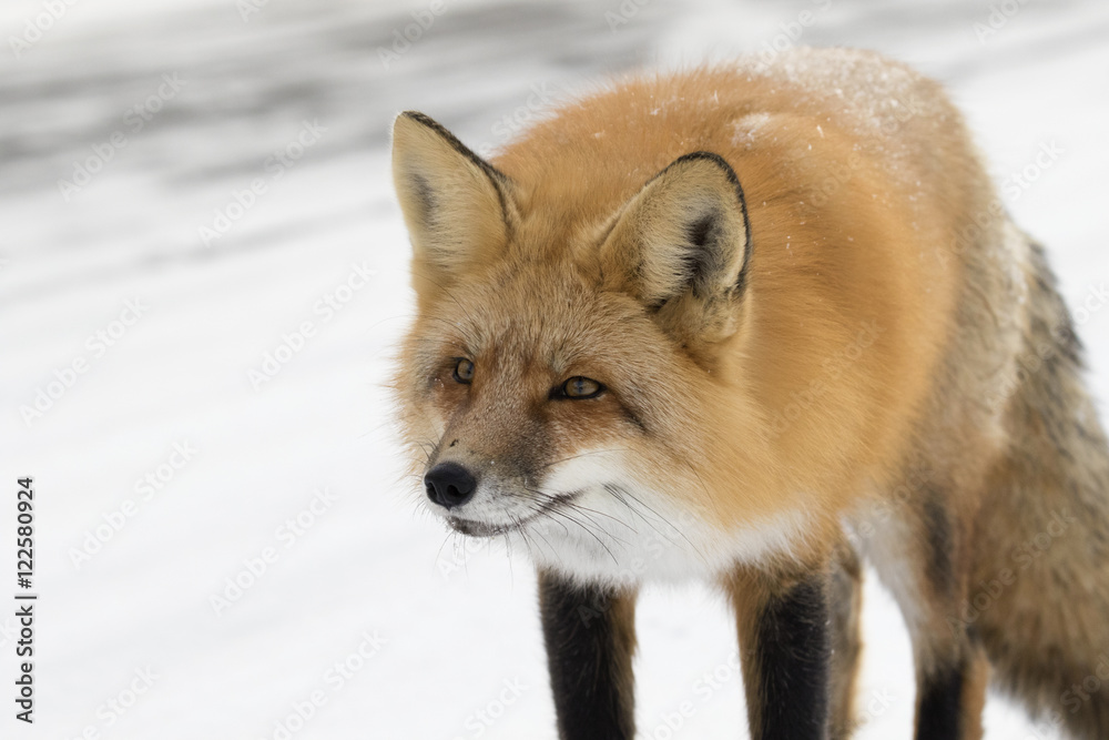 The red fox, (Vulpes vulpes), is the largest of the true foxes and the ...