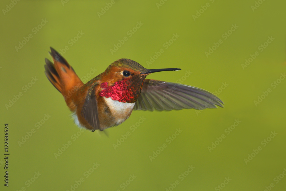Male Rufous hummingbird (Selasphorus rufus) in flight, Victoria ...