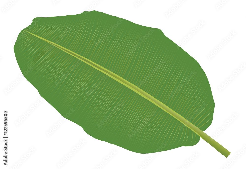 Banana leaf vector isolated on white background. Stock Vector | Adobe Stock