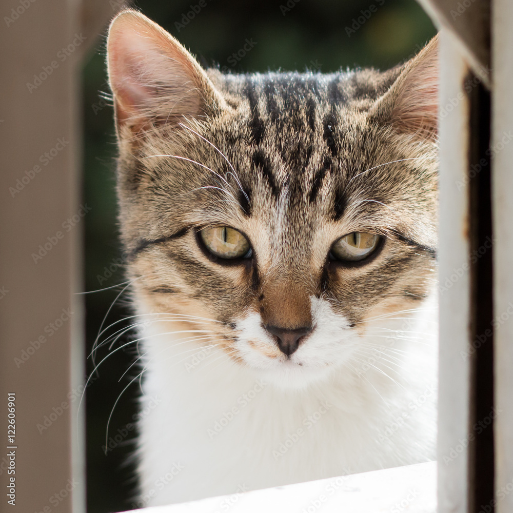 Kedi Stock-Foto | Adobe Stock