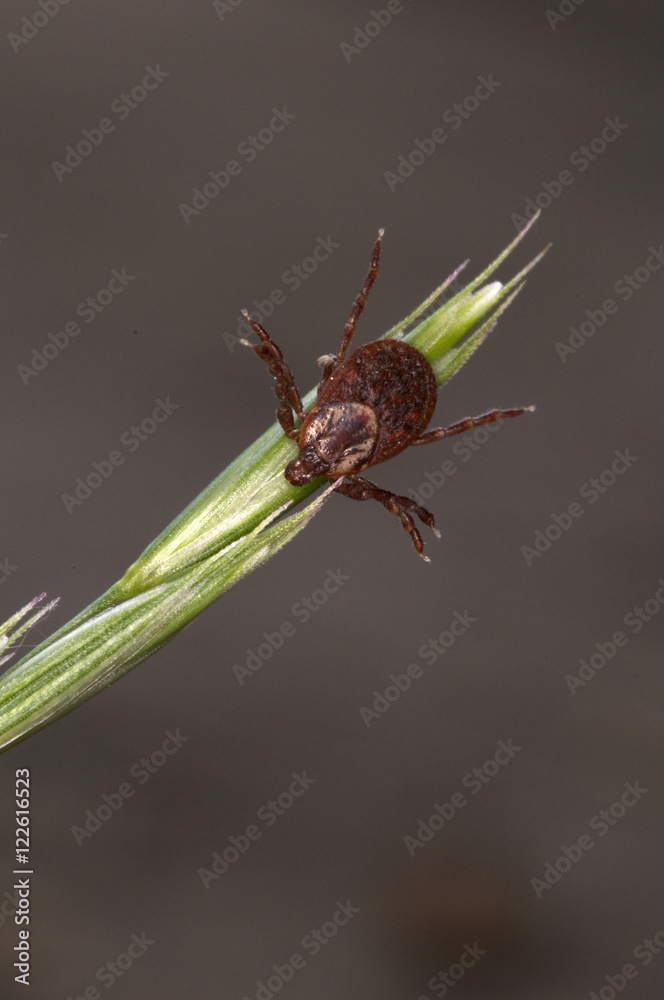 Close-up of female Wood Tick or American Dog Tick clinging to grass ...