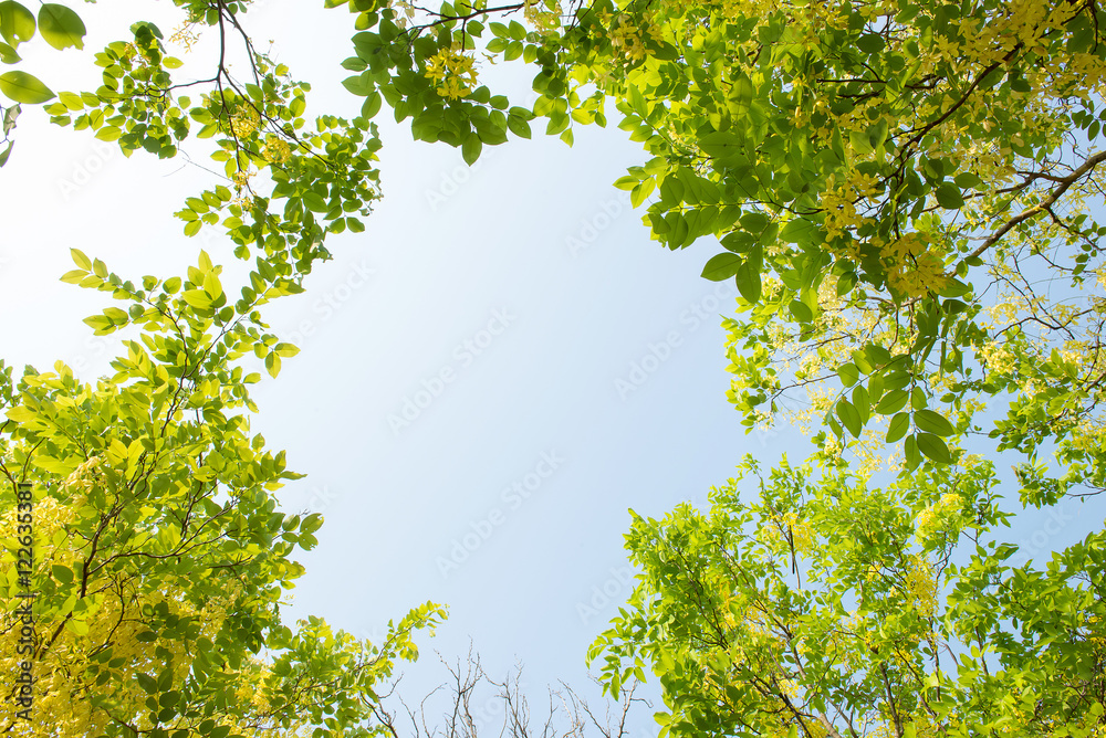 Spring trees and blue sky background. Stock-Foto | Adobe Stock